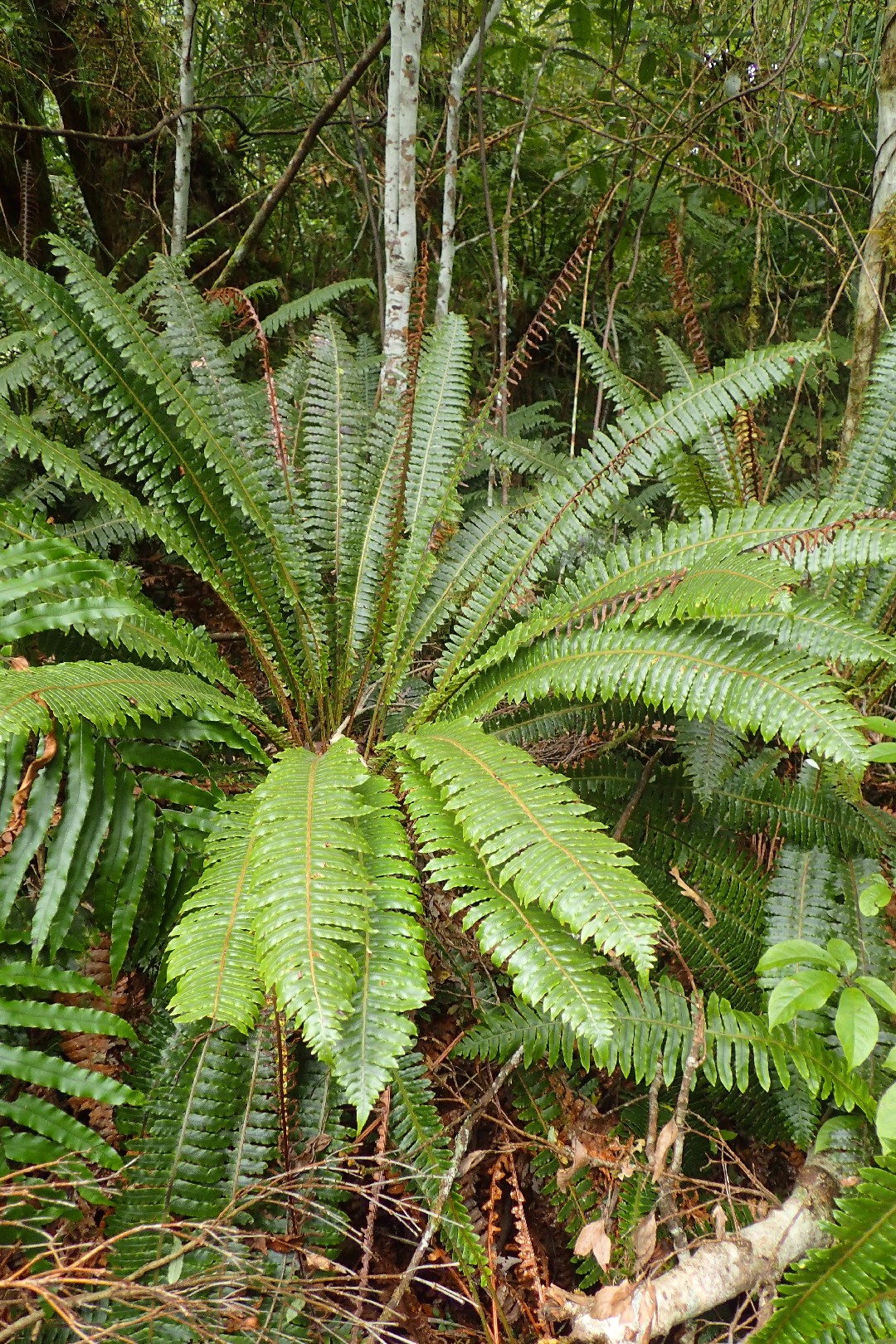 Lomaria discolor - PictureThis