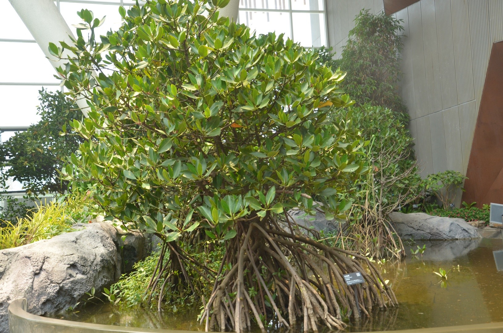 Ризофора (Rhizophora stylosa) - PictureThis