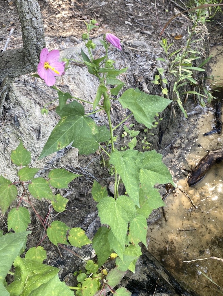 How to Plant and Grow Virginia saltmarsh-mallow(Kosteletzkya pentacarpos)