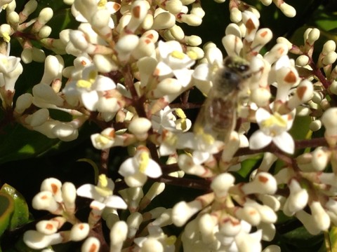 Olive (Oleaceae) Flower, Leaf, Care, Uses - PictureThis