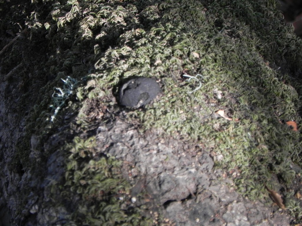 Xylariales Flower, Leaf, Care, Uses - PictureThis