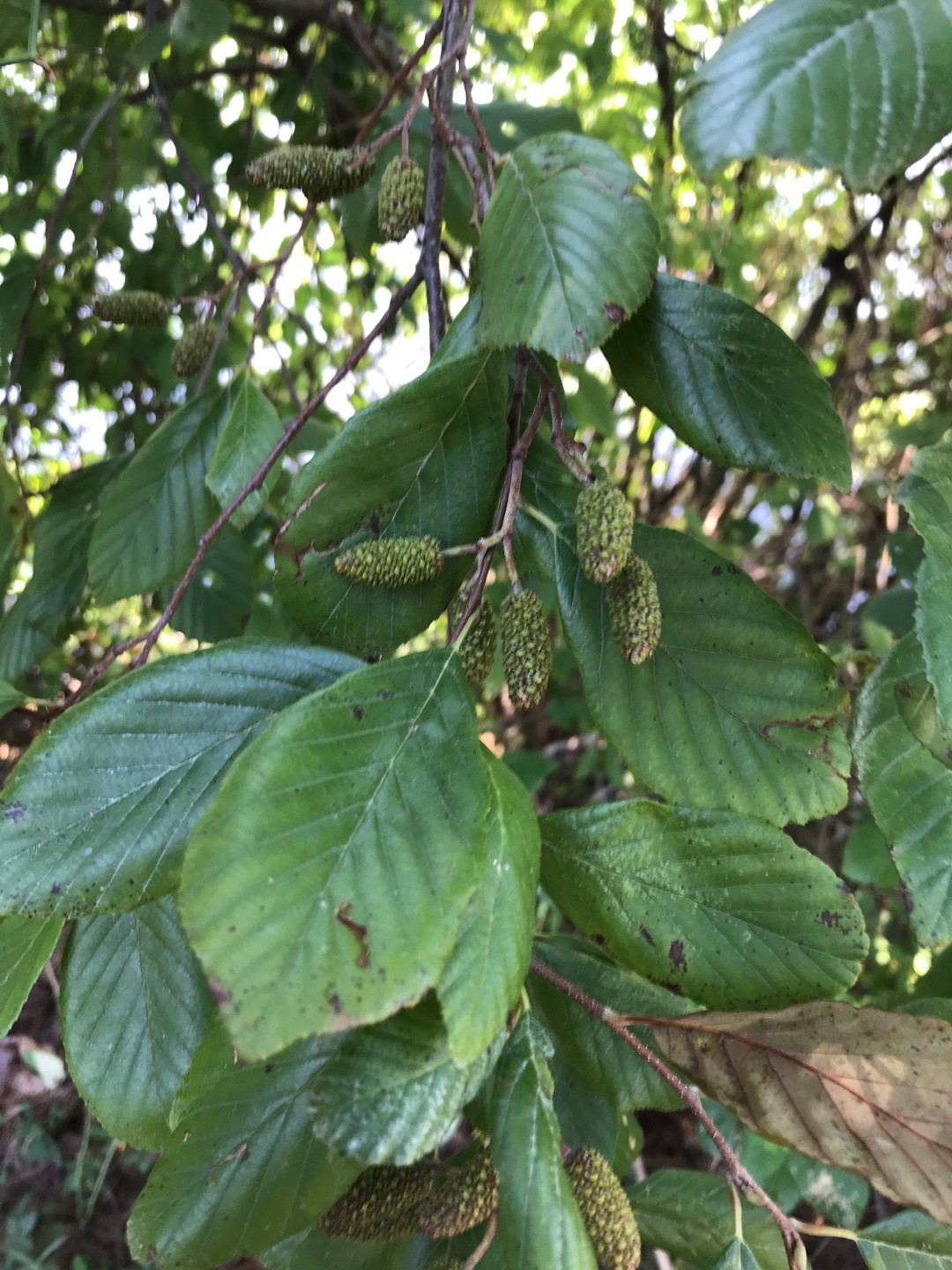 Alnus serrulata - PictureThis