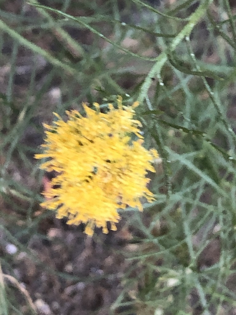 Golden-fleece (Ericameria arborescens) Flower, Leaf, Care, Uses ...
