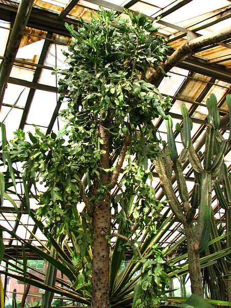 How to Plant and Grow Brazilian prickly pear(Brasiliopuntia brasiliensis)