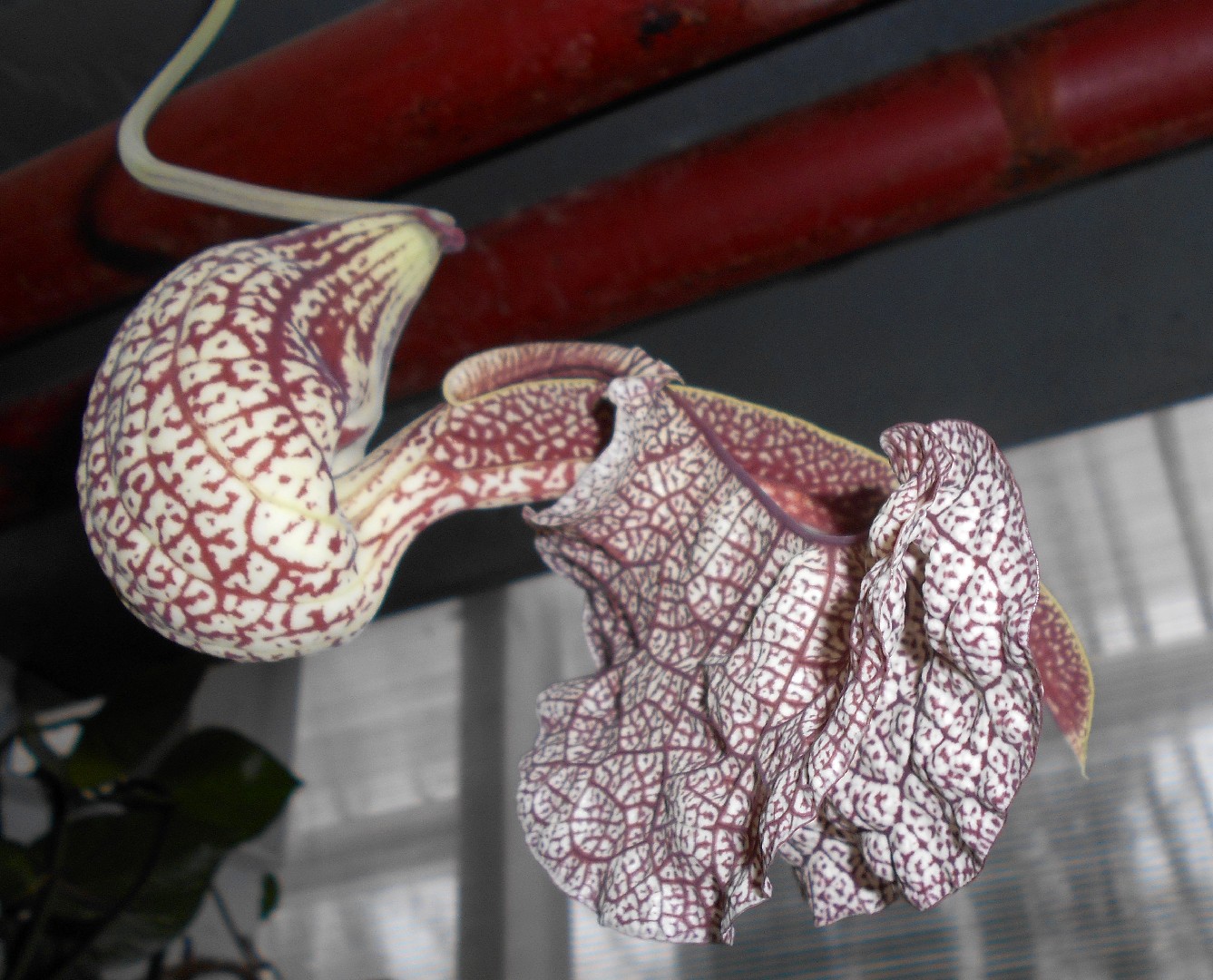 Aristolochia labiata - PictureThis