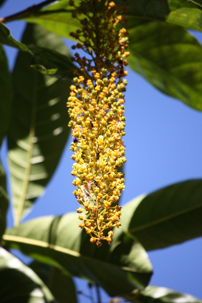 Golden chain tree (Lophanthera lactescens) Flower, Leaf, Care, Uses ...
