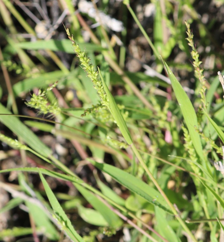 Setaria macrostachya 花言葉，毒性，よくある質問 - PictureThis