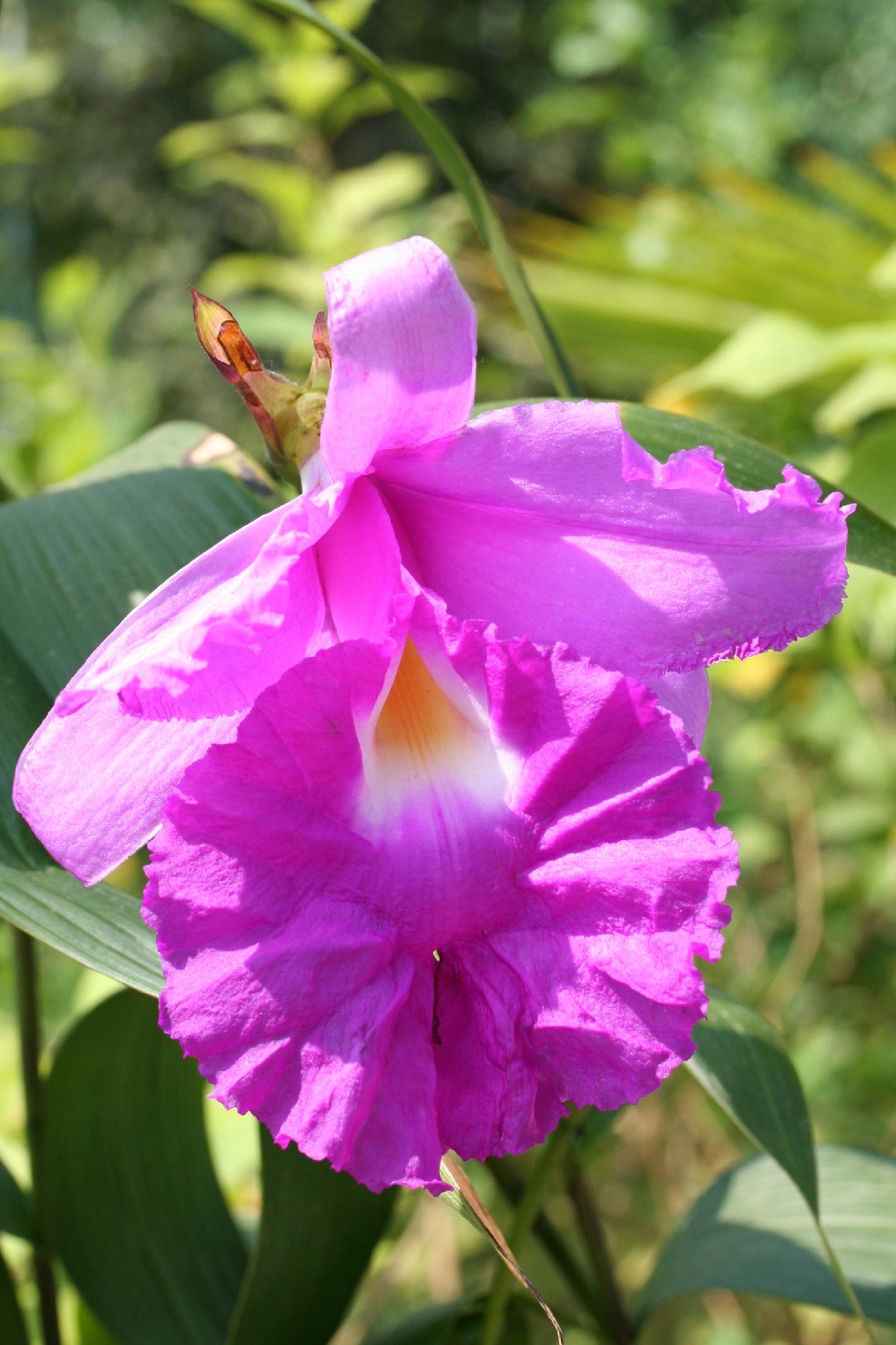 How to Plant and Grow Sobralia orchid(Sobralia macrantha)