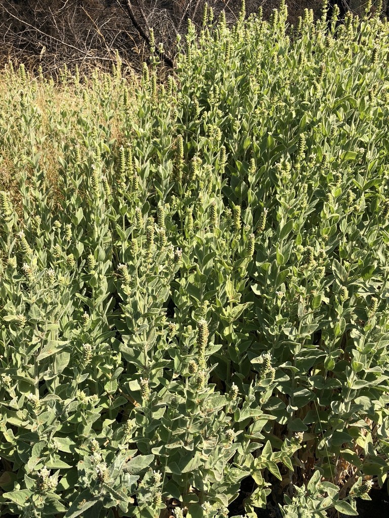 Stachys albens - PictureThis