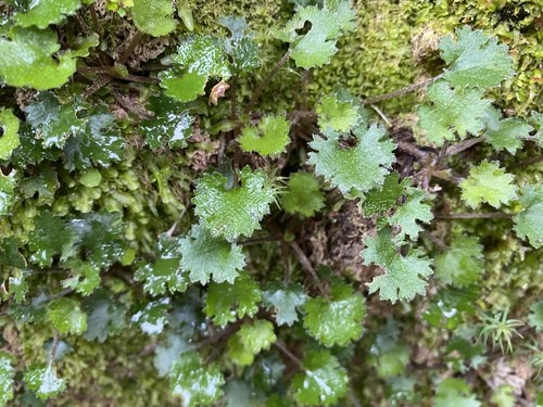 Gunnera monoica - PictureThis