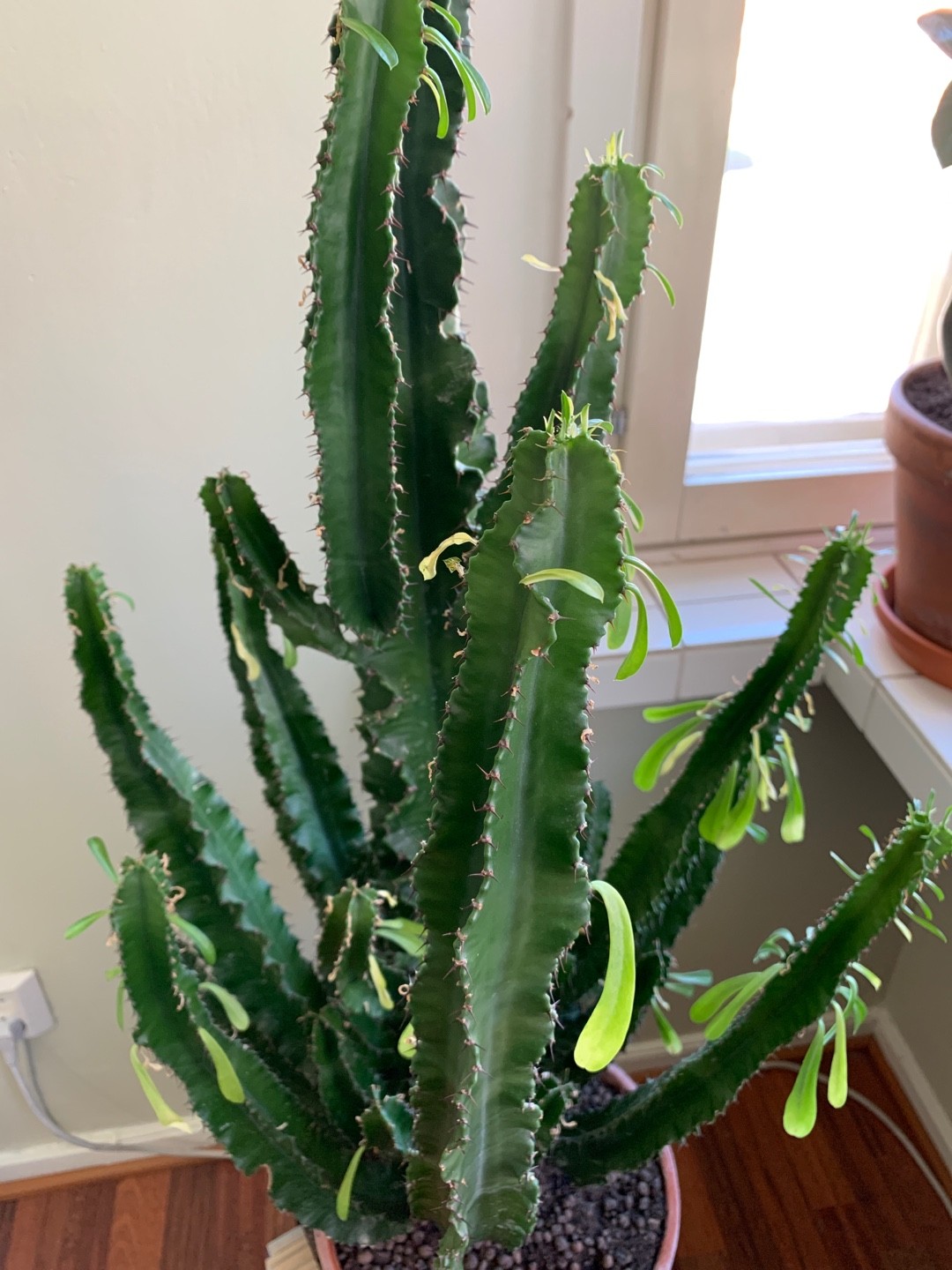 Cactus Euphorbia Royleana