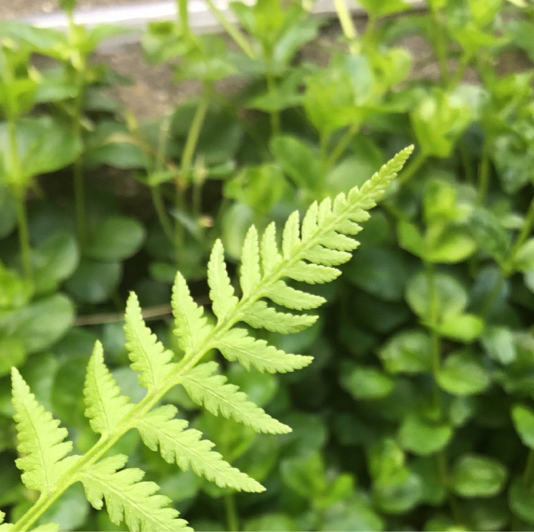 Dryopteris celsa - PictureThis