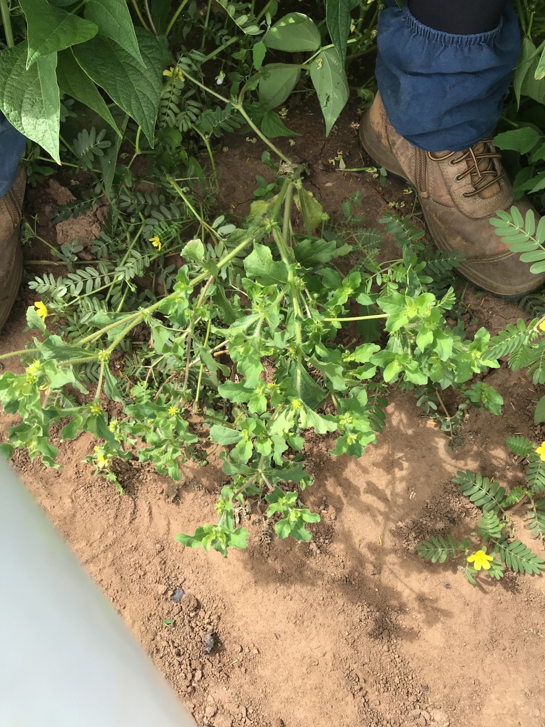 Acanthospermum hispidum (Acanthospermum hispidum) - Picturethis