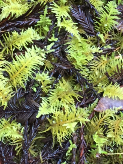 True mosses (Bryopsida) Flower, Leaf, Care, Uses - PictureThis
