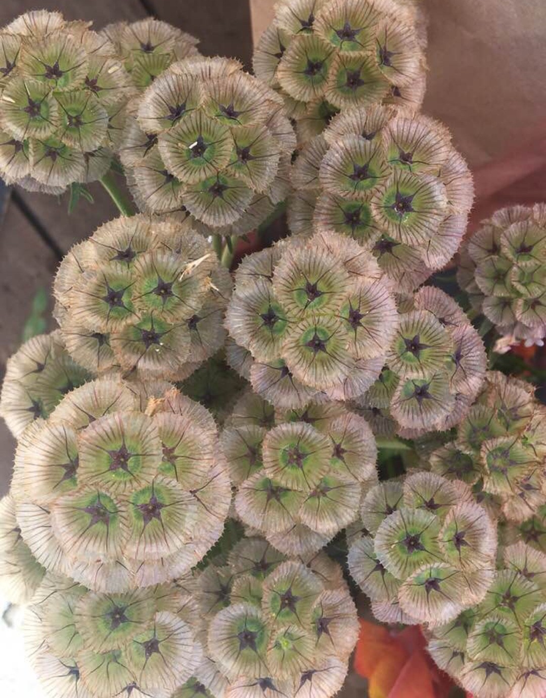 Pincushion 'Drumstick' (Scabiosa stellata 'Drumstick') Flower, Leaf ...