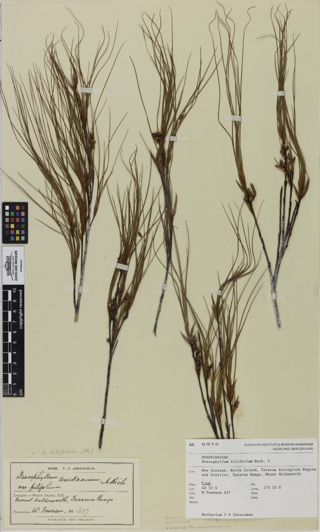 Needle-leaf grass tree Care (Watering, Fertilize, Pruning, Propagation ...