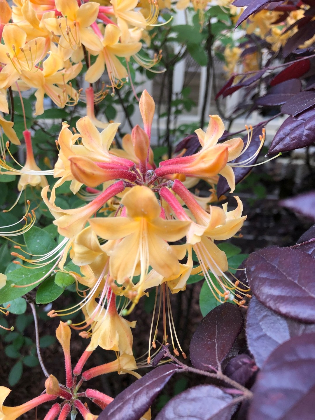 Rhododendron 'My Mary' 照顧，種植，繁殖，開花時間 - PictureThis