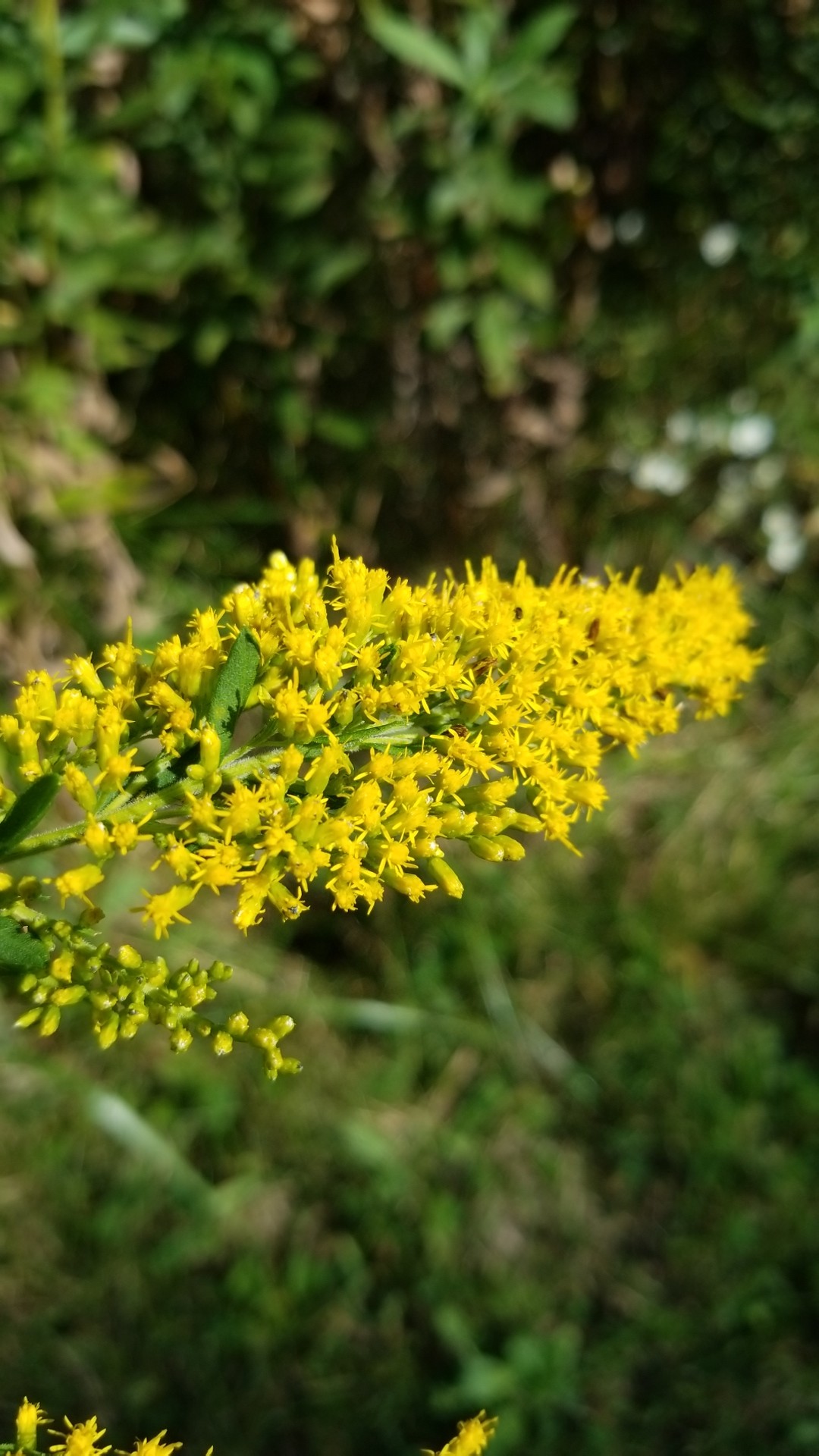 Gray Goldenrod (Solidago nemoralis) Flower, Leaf, Care, Uses - PictureThis