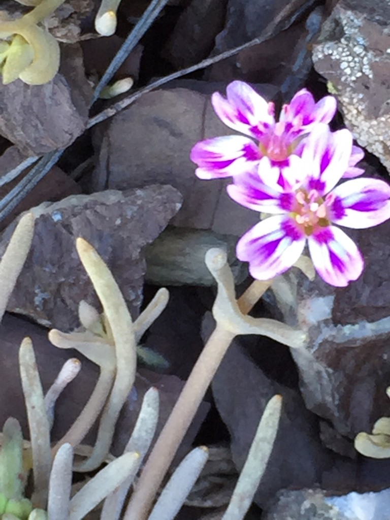 Gypsum springbeauty (Claytonia gypsophiloides) Flower, Leaf, Care, Uses ...
