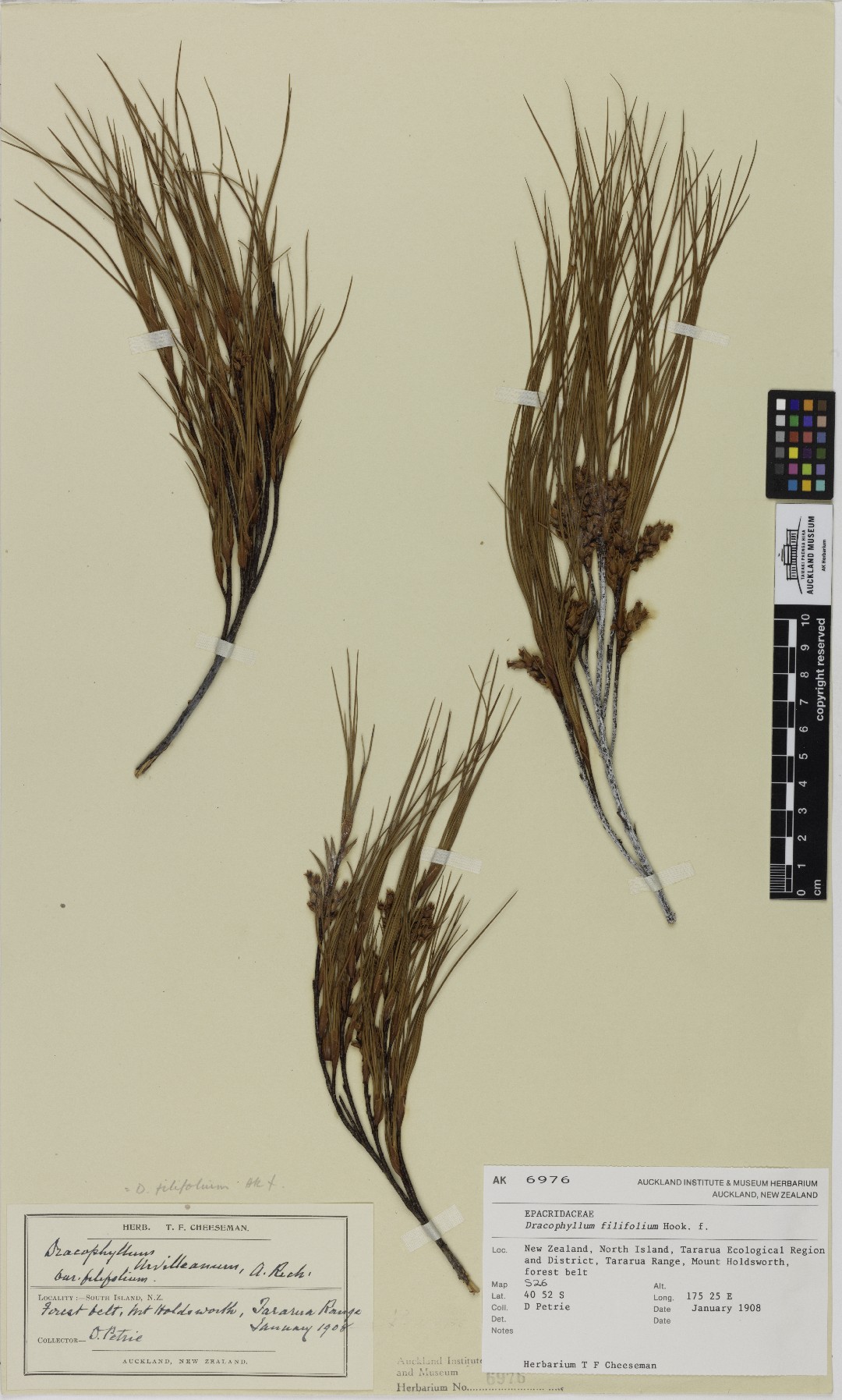 Needle-leaf grass tree (Dracophyllum filifolium) Flower, Leaf, Care ...