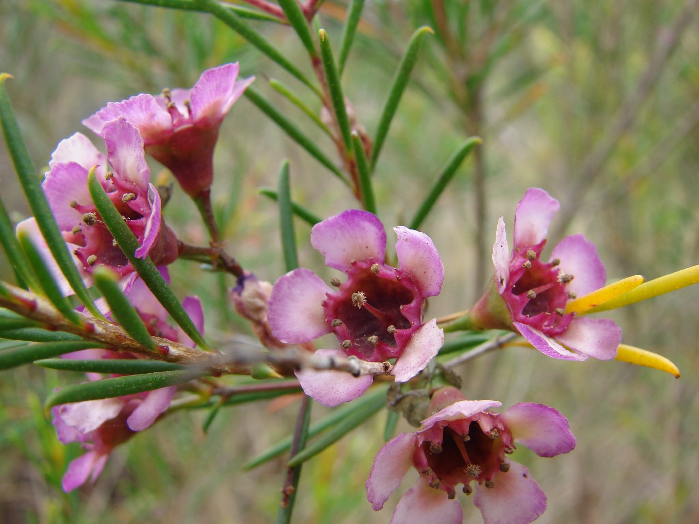 왁스플라워 (Chamelaucium uncinatum) - PictureThis