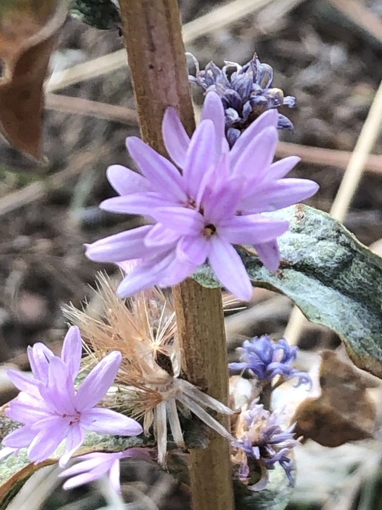 Lessingia leptoclada - PictureThis