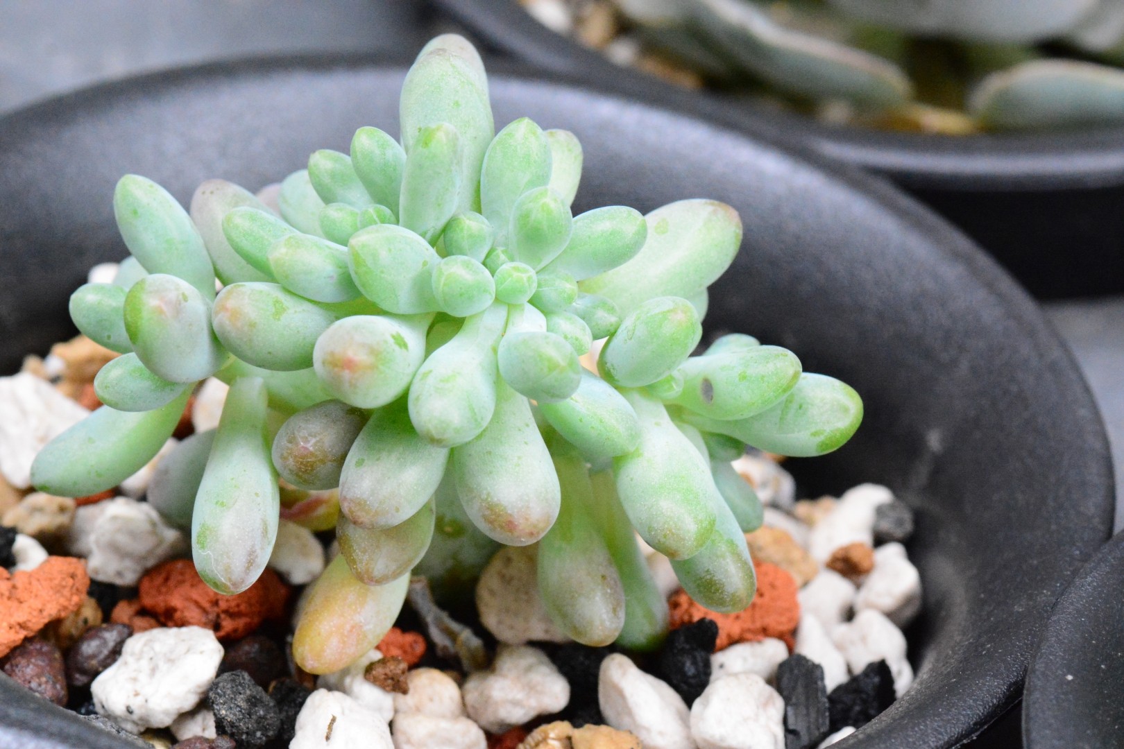 Sedo (Sedum pachyphyllum) - PictureThis