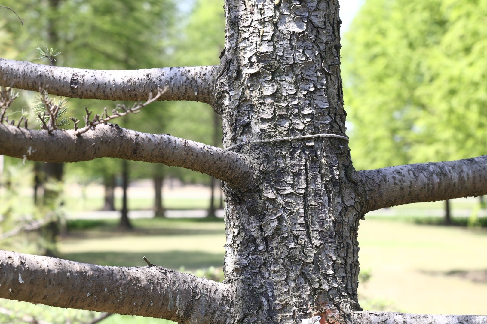 Identificación Del árbol De Cedro Rojo Occidental