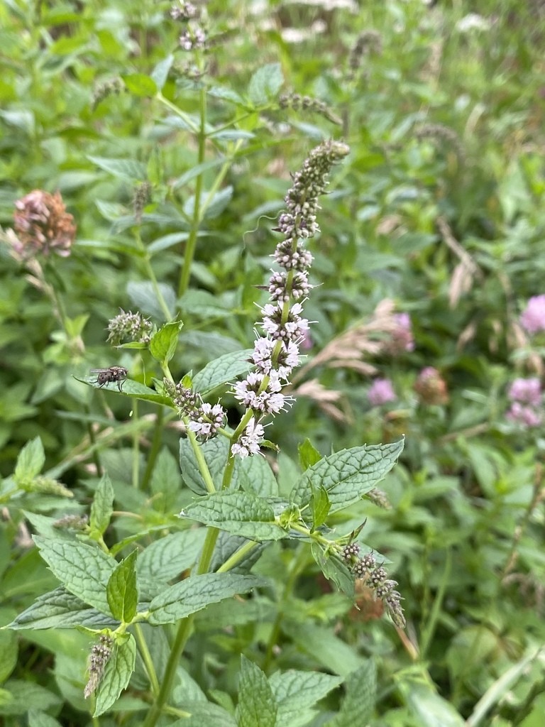 Hierbabuena (Mentha spicata) - PictureThis