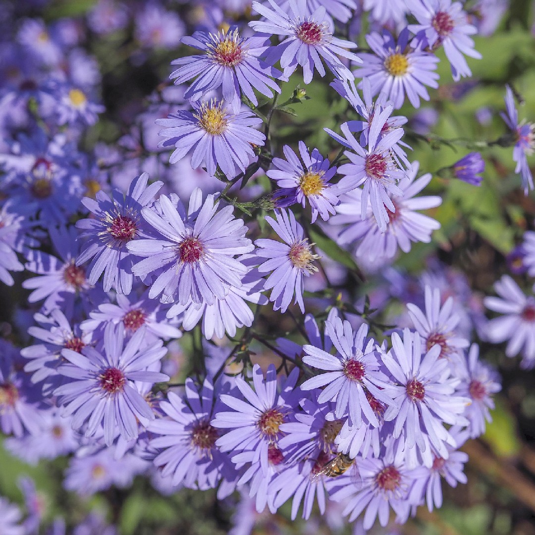 What will happen if Common blue wood-aster gets too much sunlight ...
