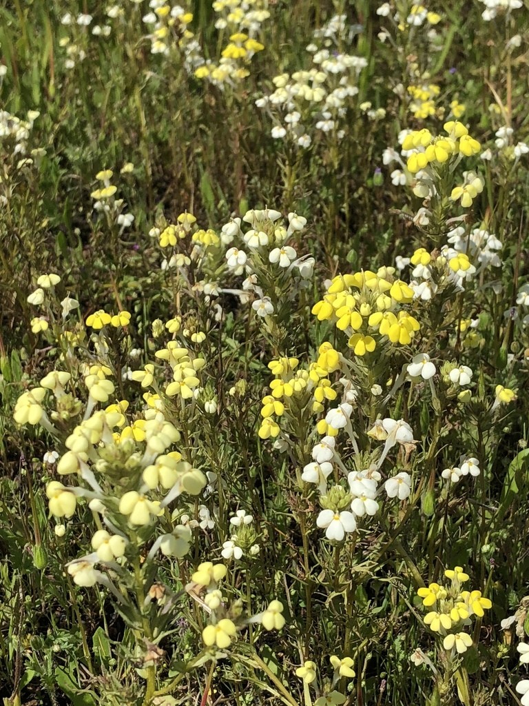 Triphysaria versicolor - PictureThis