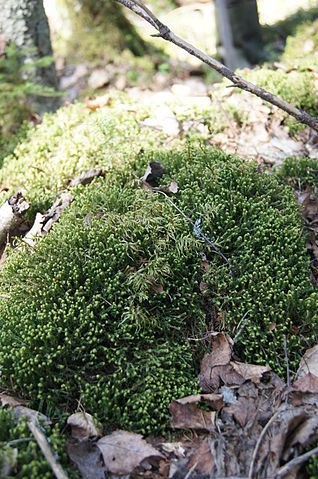 Three-lobed whipwort (Bazzania trilobata) Flower, Leaf, Care, Uses ...