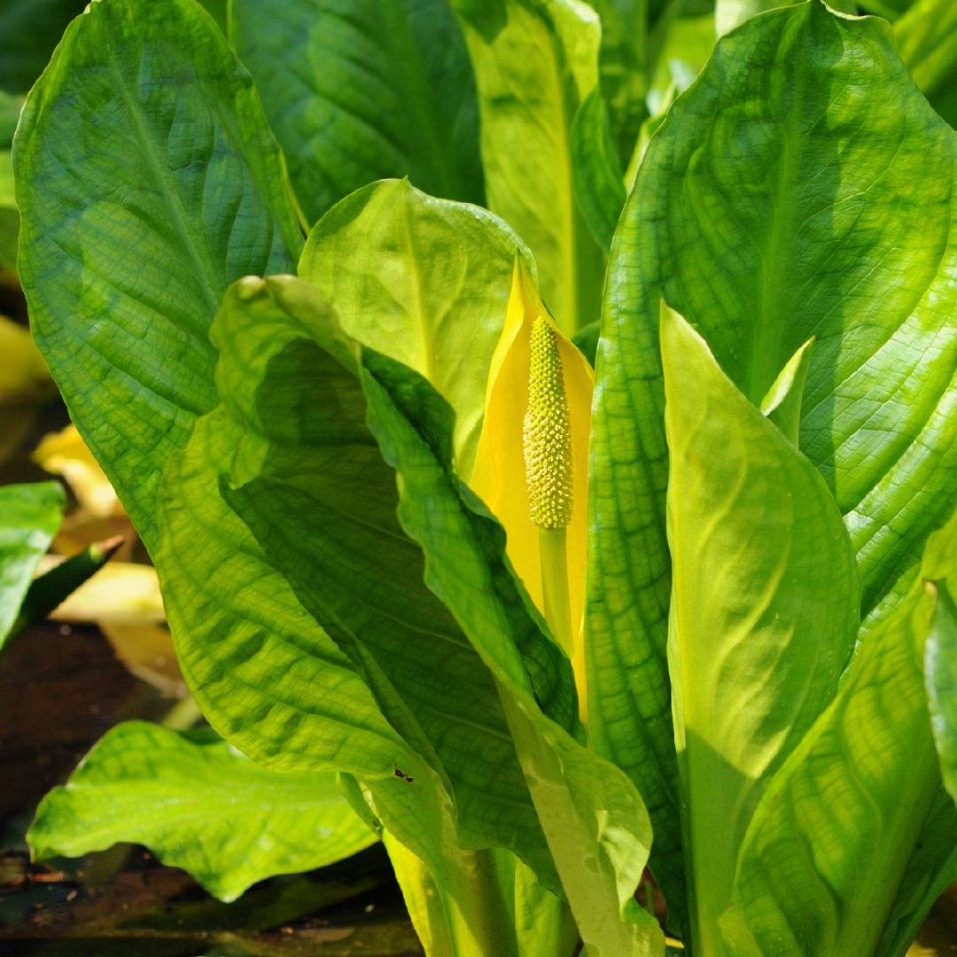 Skunk cabbages (Lysichiton) Flower, Leaf, Care, Uses - PictureThis