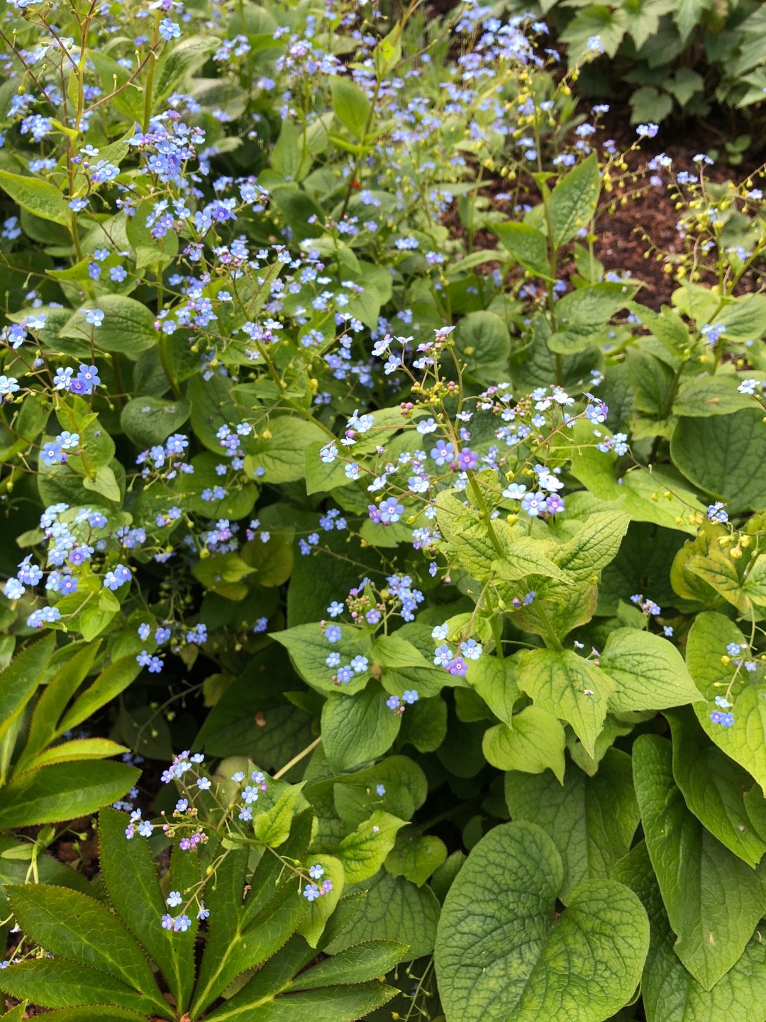 Brunnera Macrophylla