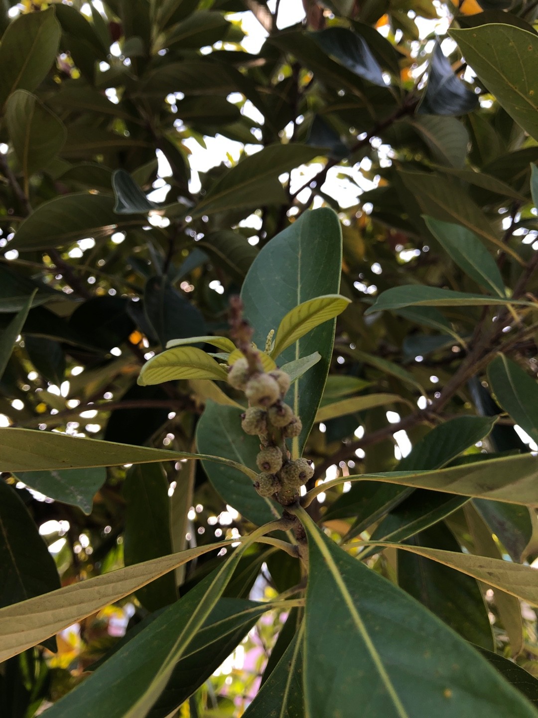 Lithocarpus henryi - PictureThis