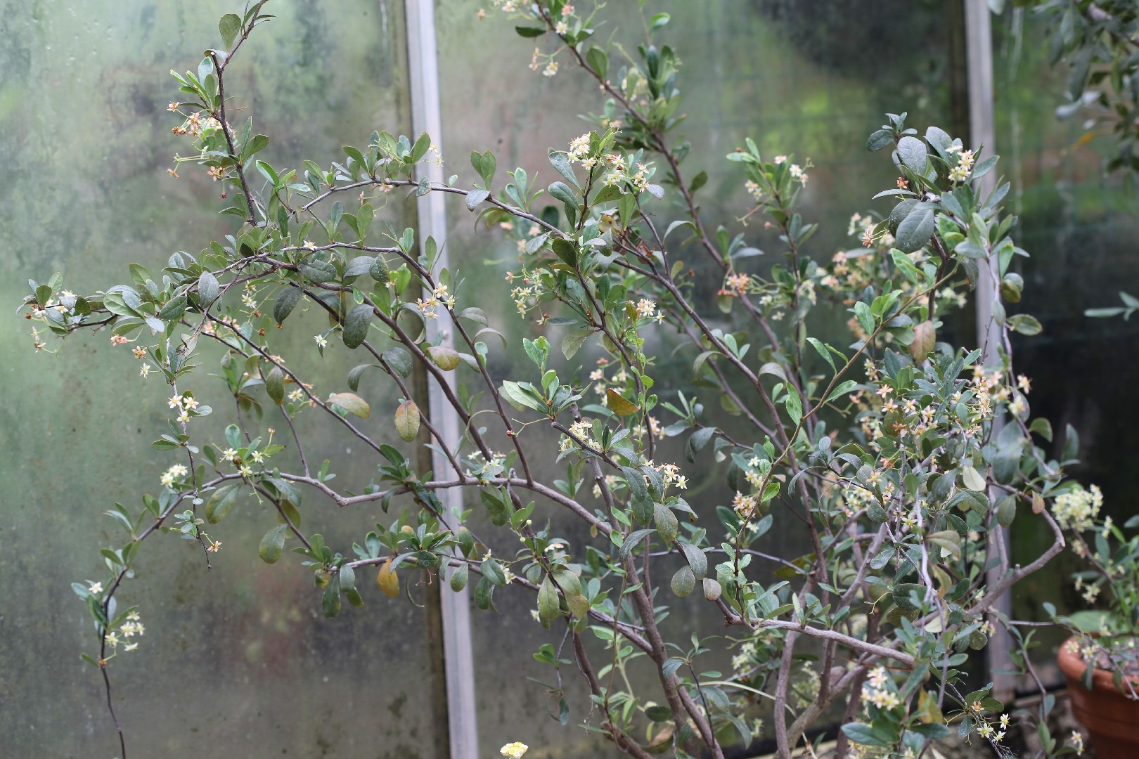 Putterlickia pyracantha - PictureThis