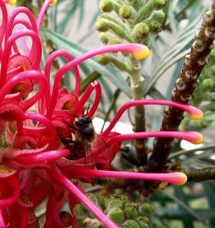 How to Plant and Grow Red silky oak(Grevillea banksii)