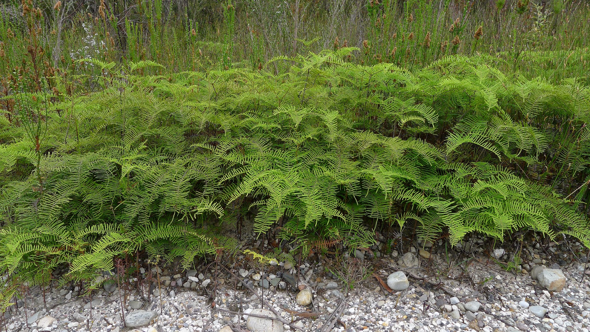 Gleichenia dicarpa - PictureThis