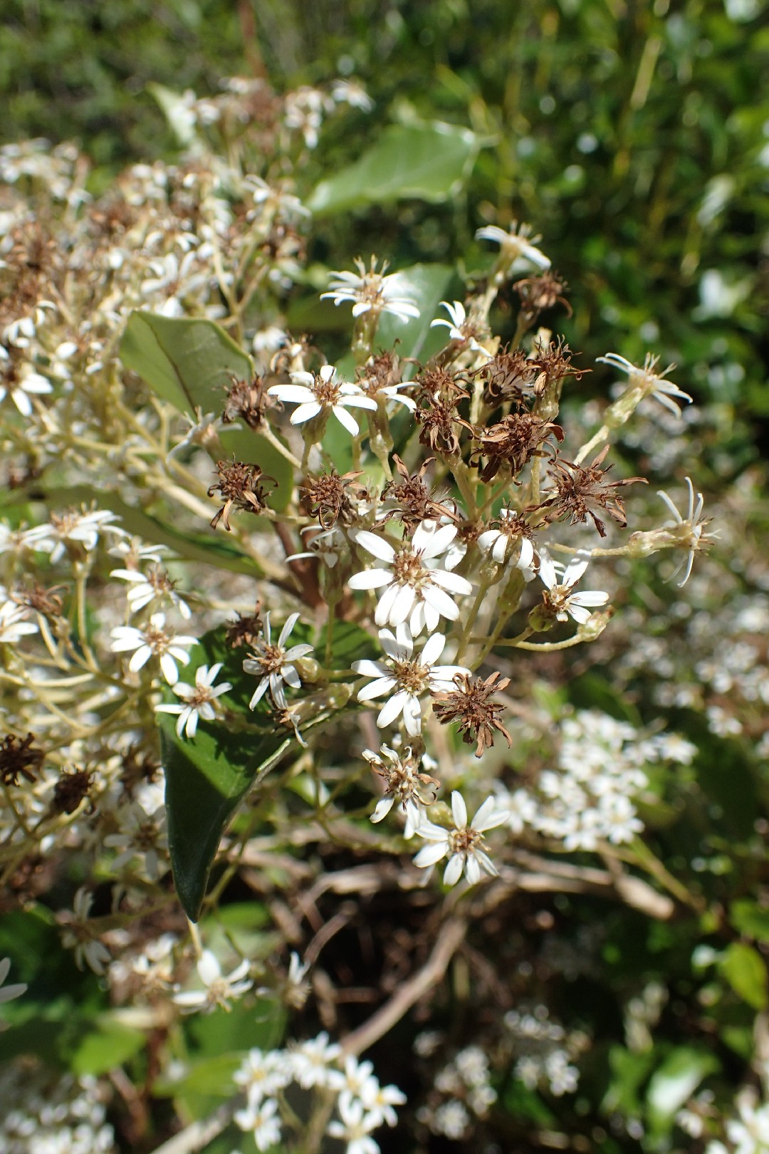Olearia avicenniifolia - PictureThis