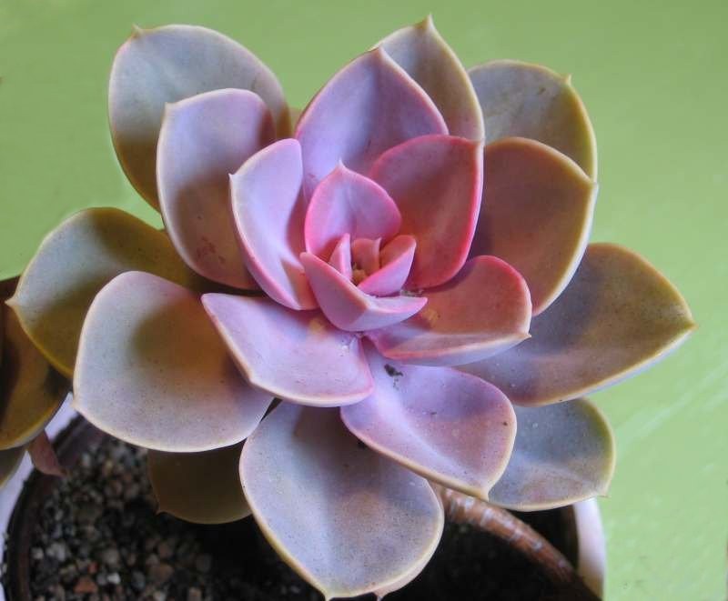 How to Plant and Grow Echeveria(Echeveria 'Perle von Nurnberg')