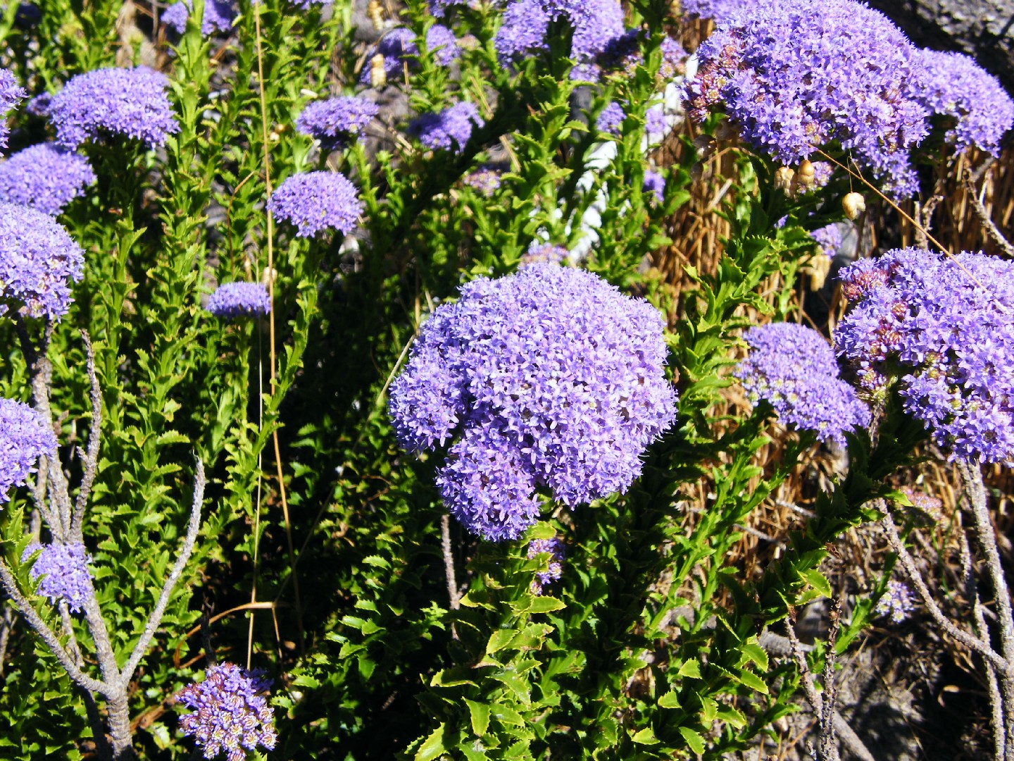 Pseudoselago serrata - PictureThis