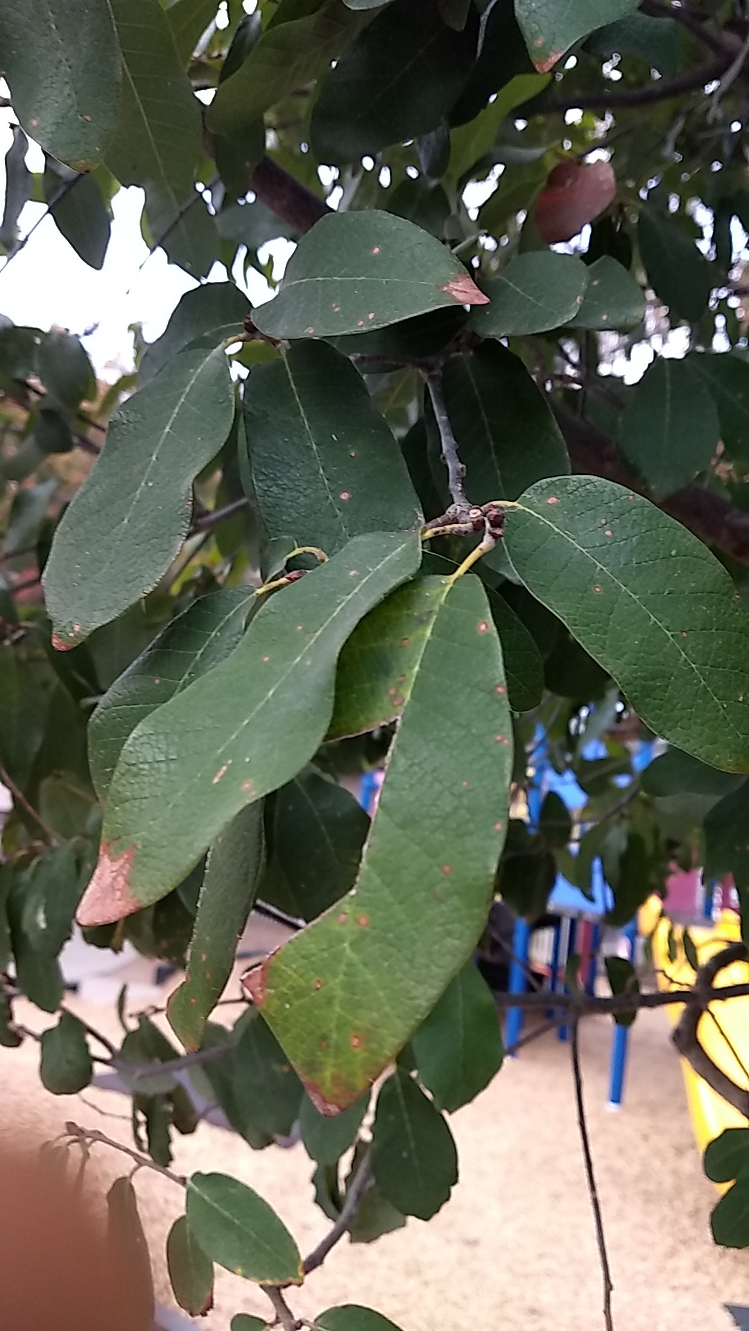 Encino roble Cuidados (Plantando, Fertilizantes, Enfermedades ...