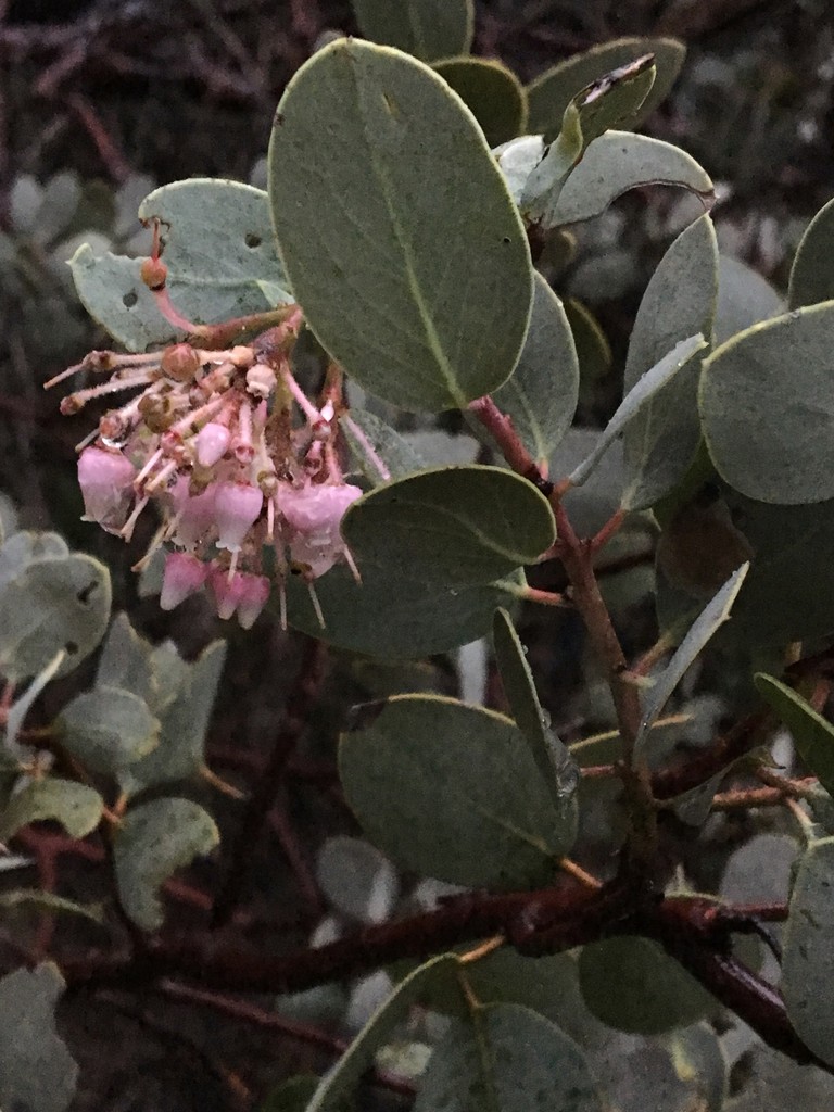 Heath (Ericaceae) Flower, Leaf, Care, Uses - PictureThis