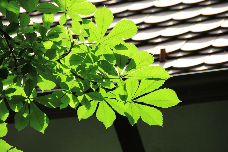 How to Plant and Grow Brazil nut(Bertholletia excelsa)