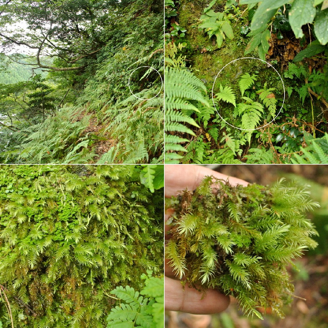 Pyrrhobryum spiniforme - PictureThis