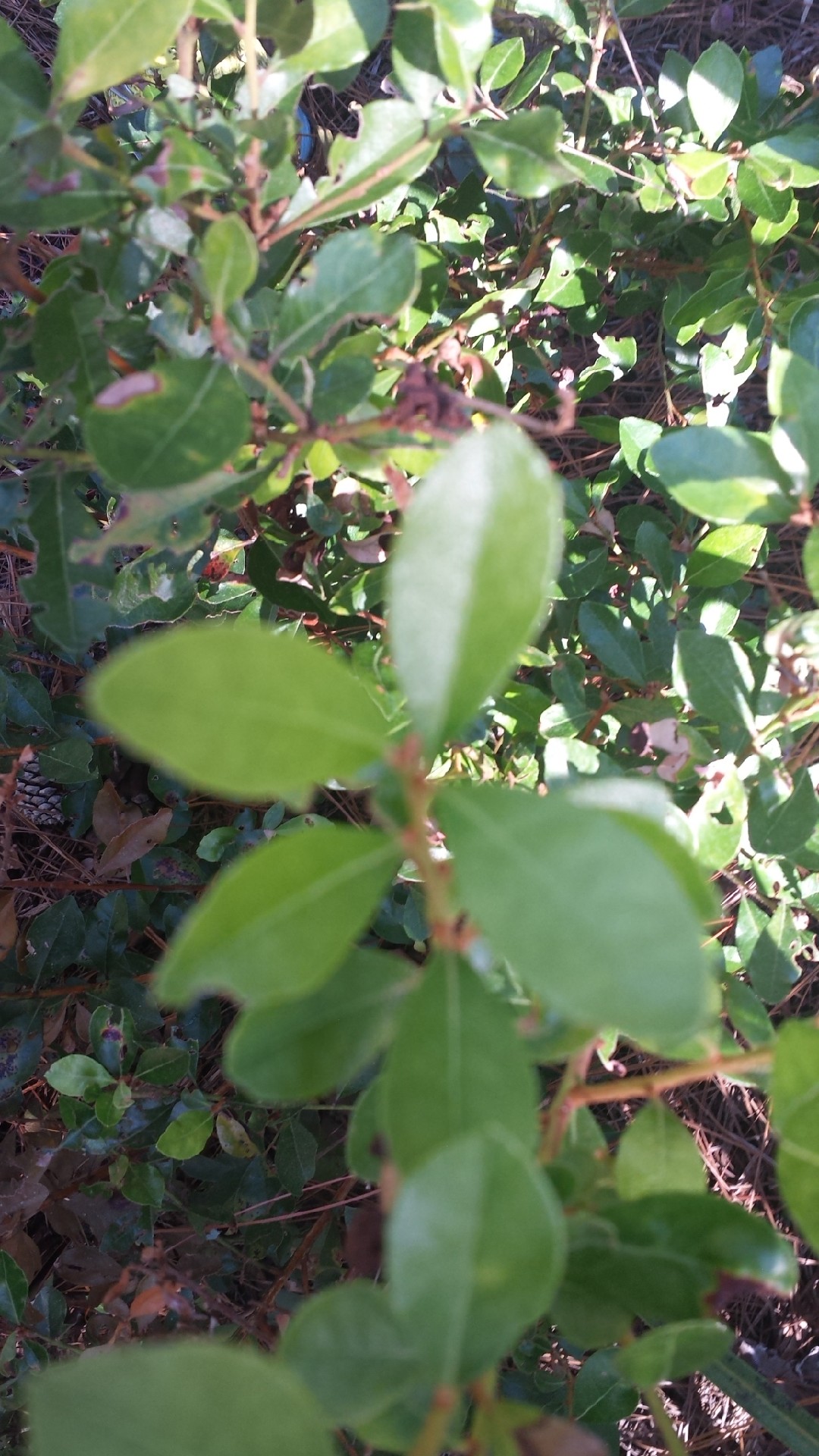 Dwarf huckleberry (Gaylussacia dumosa) Flower, Leaf, Care, Uses ...