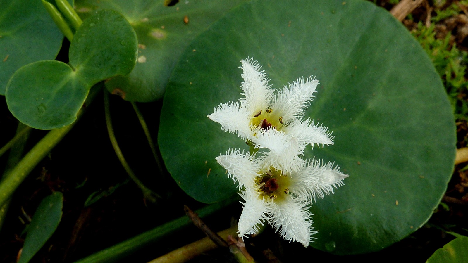Water snowflake (Nymphoides indica) Flower, Leaf, Care, Uses - PictureThis