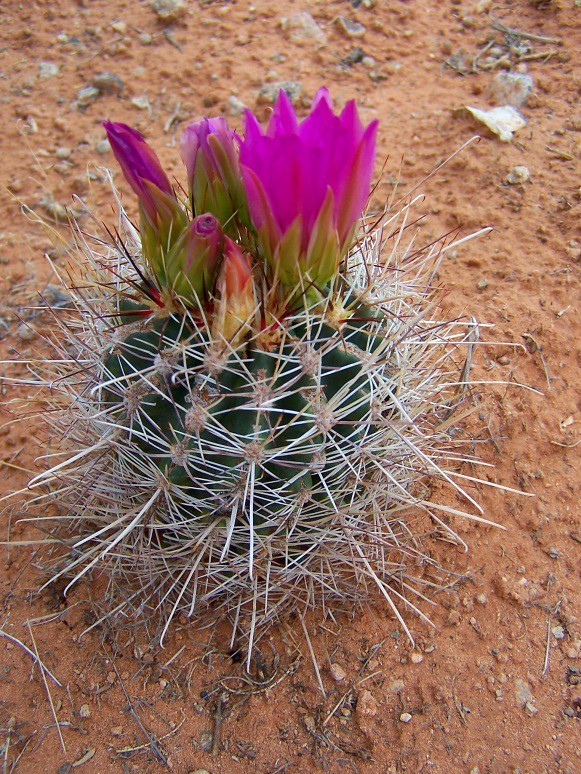 Sclerocactus parviflorus - PictureThis