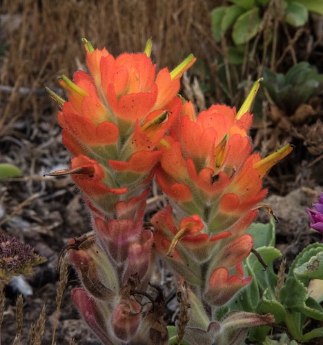 Castilleja mendocinensis - PictureThis