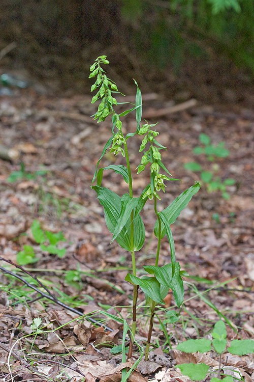 Green-flowered helleborine (Epipactis phyllanthes) Flower, Leaf, Care ...